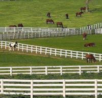 China White PVC 4 Rail Horse Fence Panel Farm Livestock Barrier for sale