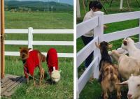 China 1.2m White 3-Rail Heavy Duty PVC Horse Fence for sale