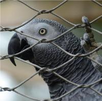 China Stainless Steel Rope Wire Mesh 304/316 for Zoo Enclosures for sale