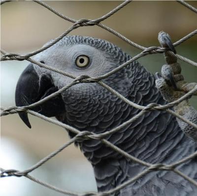 China Stainless Steel Rope Wire Mesh 304/316 for Zoo Enclosures for sale
