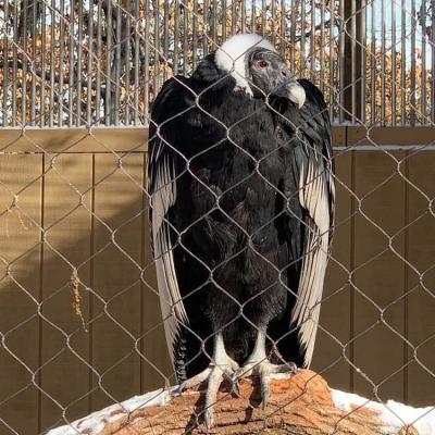 China Custom Stainless Steel Rope Wire Mesh for Bird Cages 1.5mm 1.6mm for sale