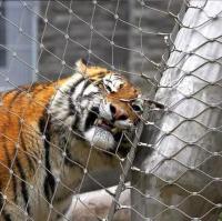 China 1.6mm Zoo Animals Enclosure Stainless Steel 304 316 Fence Wire Rope Cable Mesh for sale