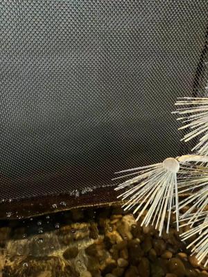 China Stainless Steel Decorative Coil Drapery For Waterfall Wall Mesh for sale