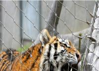 China Animal Aviary 7*7 7*19 Stainless Steel Rope Wire Mesh 10m Length for sale