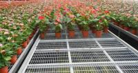 China 50x50mm Galvanized Welded Wire Mesh Panels 3mm Thickness for sale