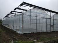 China Wind Resistant Hot Dip Galvanized Steel Frame Agricultural Greenhouse with Customizable Size and Design for sale