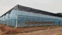 China Durable Multi-Span Commercial Greenhouse with Hot-Dip Galvanized Q235 Steel and Rack-and-Pinion Ventilation for sale