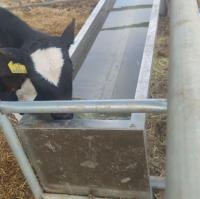 China Livestock Waterer Powder Coated Corrosion Resistant Drinking Trough Easy to Connect With Farm Water Supply System for Cattle Cow Barn Use for sale