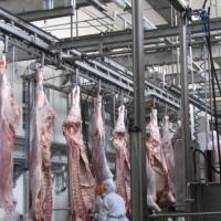 China Slaughtering Equipment Semi-Automatic Stainless Steel PLC Control 220V/380V For Pig Cattle Sheep Complete Abattoir Processing Line CE Certified for sale
