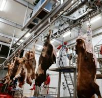 China Slaughtering Equipment Semi-Automatic Stainless Steel PLC Control 220V/380V For Pig Cattle Sheep Complete Abattoir Processing Line CE Certified for sale