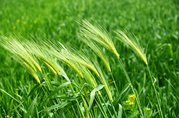 Wheat experiment image 2