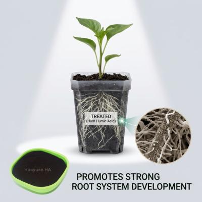 China Concentrated Humic Acid Powder with 85% Organic Matter and 40%-70% Humic Acid Content for Rubber Tree Soil Conditioner for sale