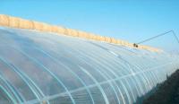 China Width 4m-10m Horticultural Plastic Film Roll Polyethylene Sheeting for sale