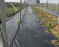 China 4m-6m Horticultural Ground Cover Black Weed Mats For Greenhouse for sale