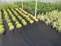 China 4m-6m Horticultural Ground Cover Black Weed Mats For Greenhouse for sale