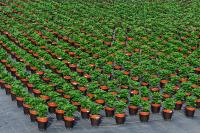 China 4m-6m Horticultural Ground Cover Black Weed Mats For Greenhouse for sale