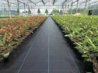 China Black Plastic Mesh Ground Cover Weed Mat 100g 14x14cm for Agricultural Farms for sale