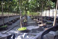 China Black Plastic Mesh Ground Cover Weed Mat 100g 14x14cm for Agricultural Farms for sale