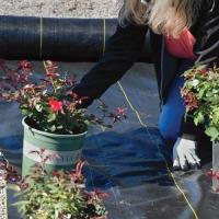 China Greenhouse PP laminated Weed Barrier Fabric for sale