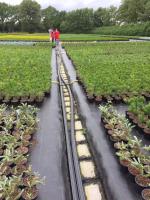 China 125gsm 14x14 Heavy Duty Weed Control Fabric Ground Cover Membrane For Greenhouse for sale