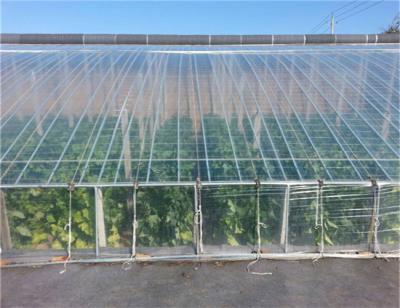 China Tear Resistance Greenhouse Poly Film , 180mic 200mic Uv Sheet For Greenhouse for sale