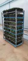 China 1000kg Dutch Flower Trolley for sale