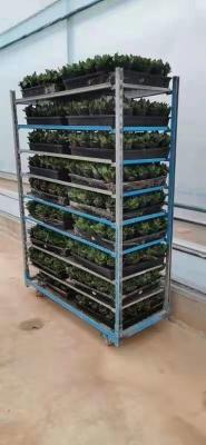 China Greenhouse 500kg-1000kg Danish Dutch Plant Trolley For Transport for sale