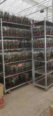 China Metal 1350*565*1900mm Dutch Plant Trolley Powder Coated For Garden for sale