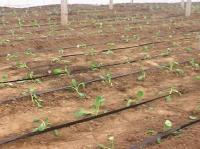 China Dia16mm Greenhouse Irrigation Products 120m Drip Irrigation Tubing For Flowers for sale
