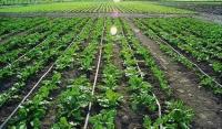 China Dia16mm Greenhouse Irrigation Products 120m Drip Irrigation Tubing For Flowers for sale