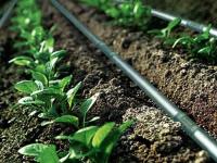 China 0.9mm Thickness Greenhouse Irrigation Products Vegetables Irrigation Drip Line for sale