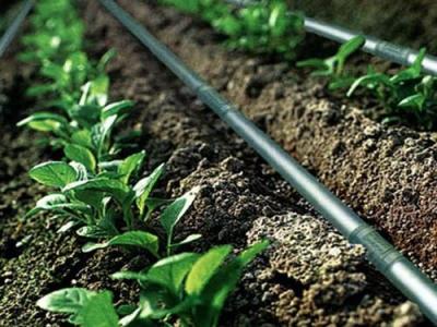 China 0.9mm Thickness Greenhouse Irrigation Products Vegetables Irrigation Drip Line for sale