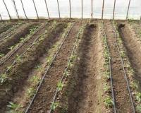 China 0.9mm Thickness Greenhouse Irrigation Products Vegetables Irrigation Drip Line for sale