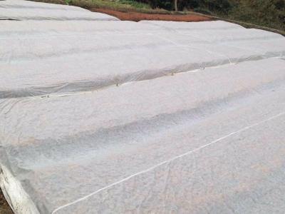 China Frost PP Non Woven Horticultural Ground Cover For Plants 10g-350g Weight for sale