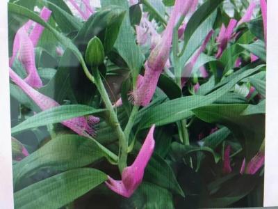 China 3mm 5mm Horticultural Net Plastic Packaging For Rose Flower for sale