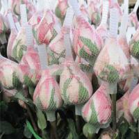 China HDPE 1mm Nursery Greenhouse Horticultural Net For Rose for sale