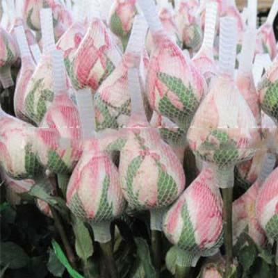 China HDPE 1mm Nursery Greenhouse Horticultural Net For Rose for sale
