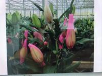 China 3mm 5mm Horticultural Net Plastic Packaging For Rose Flower for sale