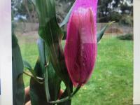 China Rose Lily Hdpe High Density Polyethylene Netting Horticultural Use for sale