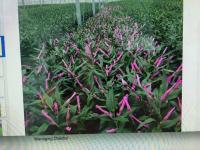 China Rose Lily Hdpe High Density Polyethylene Netting Horticultural Use for sale