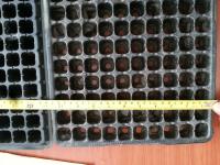 China 0.8MM Thickness Vegetable Seedling Trays , 15-200 Cavities Nursery Propagation Trays for sale