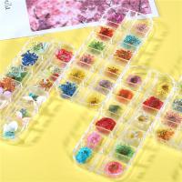 China 12 Colors Nail Dry Flower Set, Big Nail Art Dry Flower Decoration for sale