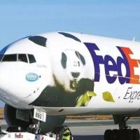 China Ups Door To Door International Shipping Companies Fast Air Express To Dubai UAE for sale