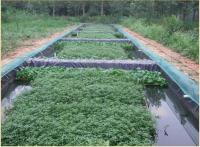 China HDPE Geomembrane Liner 0.75mm Fish Pond Impermeable for Farm Construction for sale