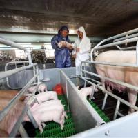 China Pig Farm Accessories Sow Delivery Cage For Farrowing Galvanized Steel for sale