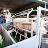 China Hot Dip Galvanized Steel Swine Farrowing Crates Cages Pig Farm for sale