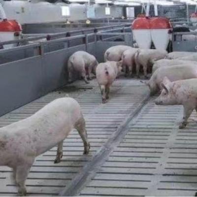 China PVC Panel Fence Fattening Pen Piglet Nursery Crate With Finishing Feeder for sale