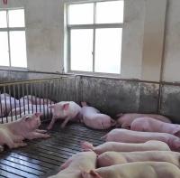 China Gilt Stall Livestock Farm Equipment PVC Fence Back Up Sow Crate for sale