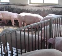 China Hot Dip Galvanized Steel Gilt Sow Crate for sale