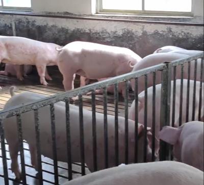 China Hot Dip Galvanized Steel Gilt Sow Crate for sale